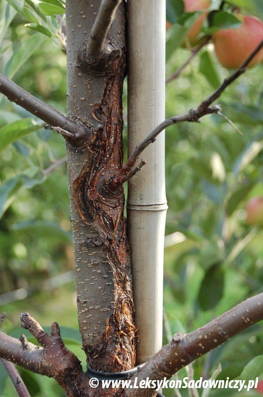 Zgorzel kory - patogen, objawy, cykl rozwojowy - Agrosimex.pl