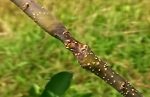 Groźne choroby kory i drewna drzew owocowych - wideo - Agrosimex.pl