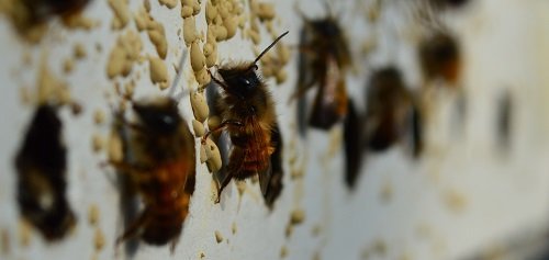 Przechowywanie kokonów murarki ogrodowej - Agrosimex.pl
