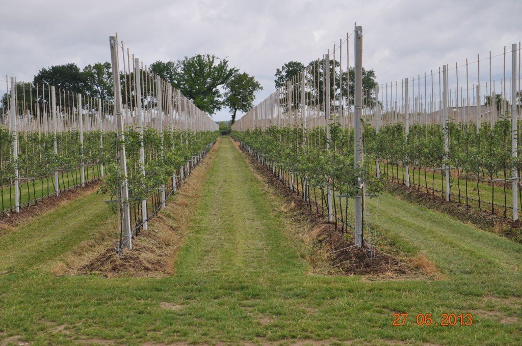 Choroby kory i drewna - profilaktyka - Agrosimex.pl