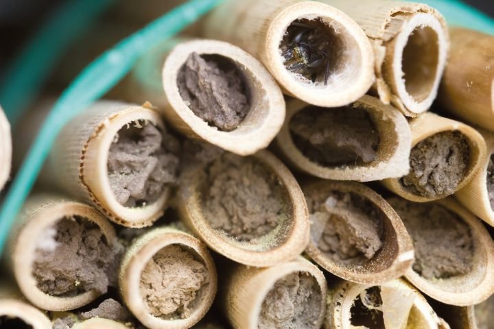 Jak przechowywać kokony murarki - Agrosimex.pl