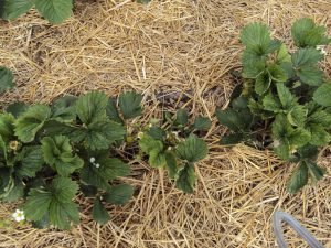 Klub Truskawkowy - roztocz i przędziorek w truskawce - Agrosimex.pl