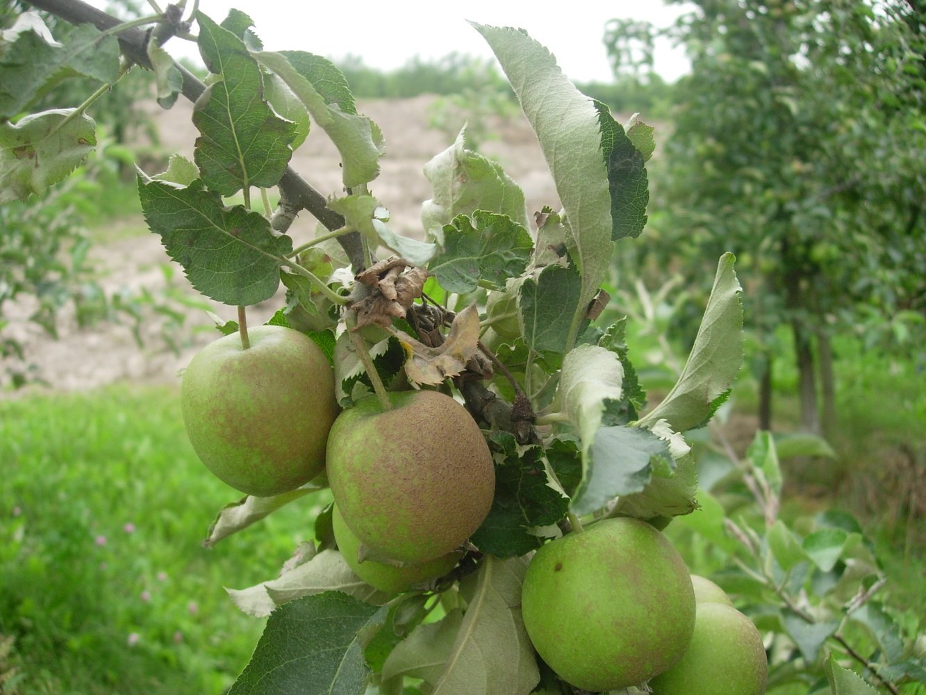 Choroby jabłoni – zwalczanie parcha jabłoni i mączniaka - Agrosimex.pl