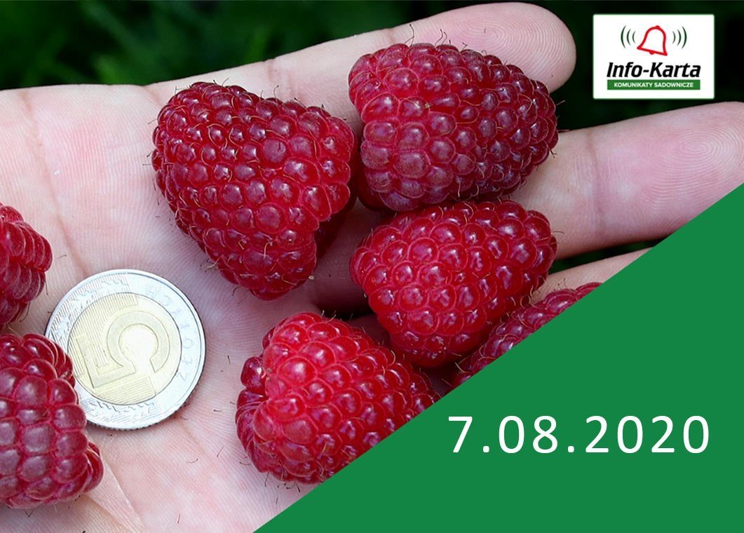 Zabiegi ochrony i nawożenia w uprawach maliny letniej i jesiennej ...