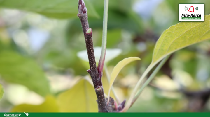 Zalecenia ochrony i nawożenia w sadach po zbiorach owoców - komunikat sadowniczy Agrosimex ...