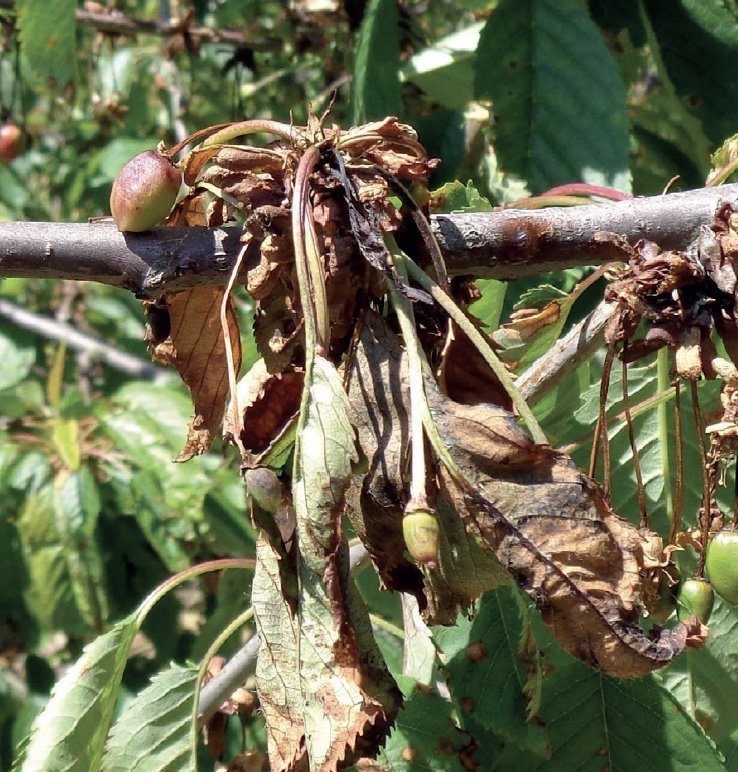 Choroby bakteryjne w uprawach sadowniczych - Agrosimex.pl