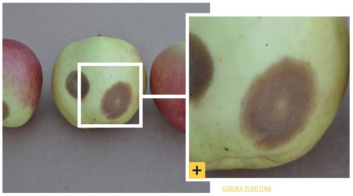 Choroby przechowalnicze jabłek – zagrożenia i strategia skutecznej ...