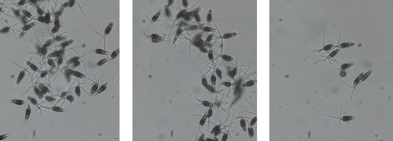 Groźne patogeny glebowe truskawki - Agrosimex.pl