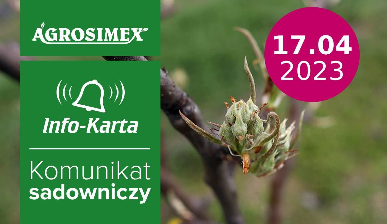 Ważne zabiegi przed kwitnieniem gruszy - komunikat sadowniczy - Agrosimex.pl
