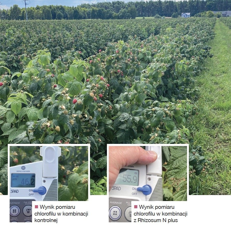 Uprawa jabłoni i malin z wykorzystanie Rhizosum N plus w sezonie 2023 ...